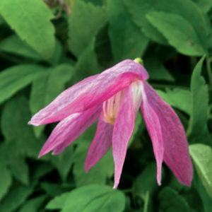 Clematis alpina Constance - Clearview Horticultural Products